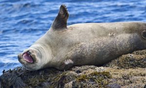 Selasetur Íslands - Icelandic Seal Center