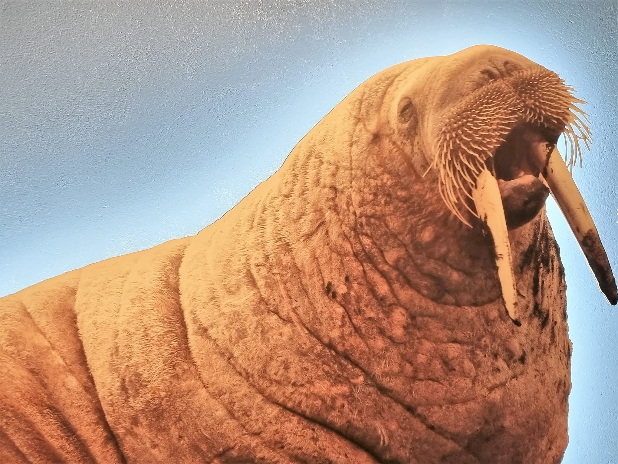 Selasetur Íslands - Icelandic Seal Center